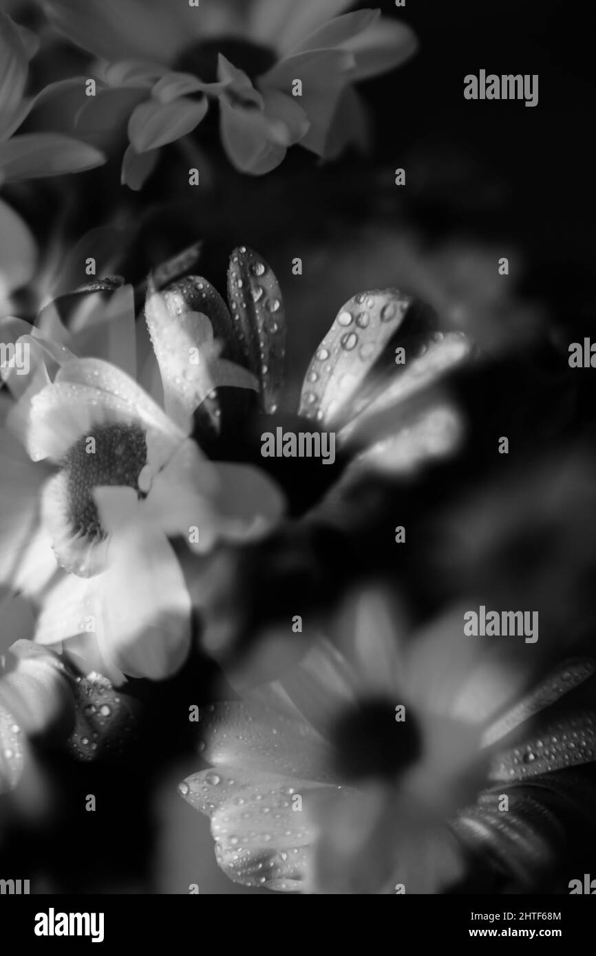 Lotus pattern botanical background Black and White Stock Photos ...