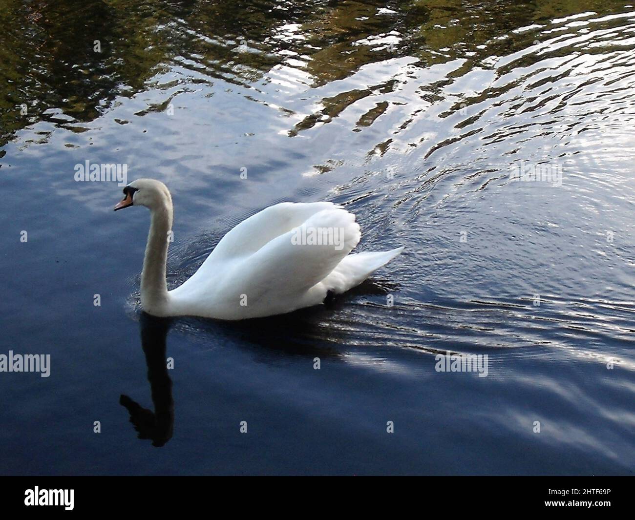 Leisurely swim hi-res stock photography and images - Alamy