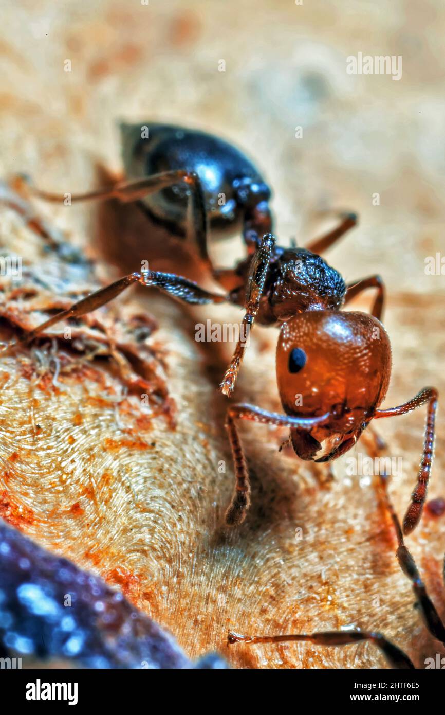 Super ant hi-res stock photography and images - Alamy