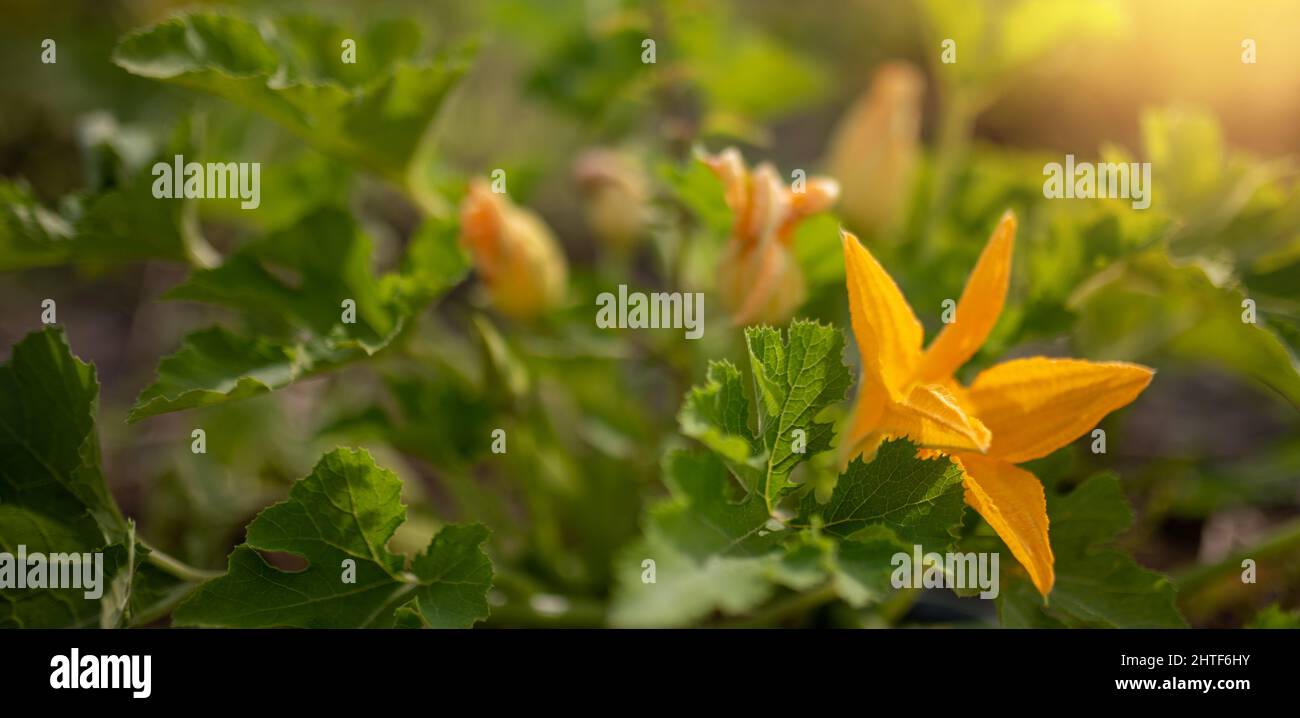 Insects anatomy hi-res stock photography and images - Alamy