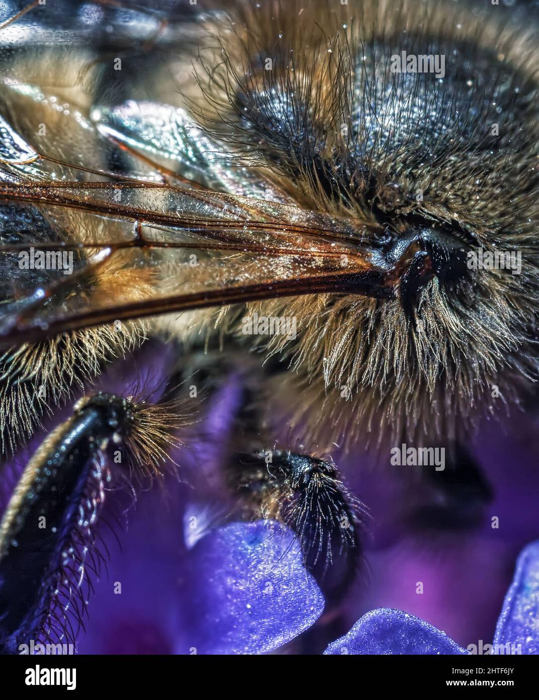Wing Muscle Joint on Maltese Honey Bee Stock Photo - Alamy