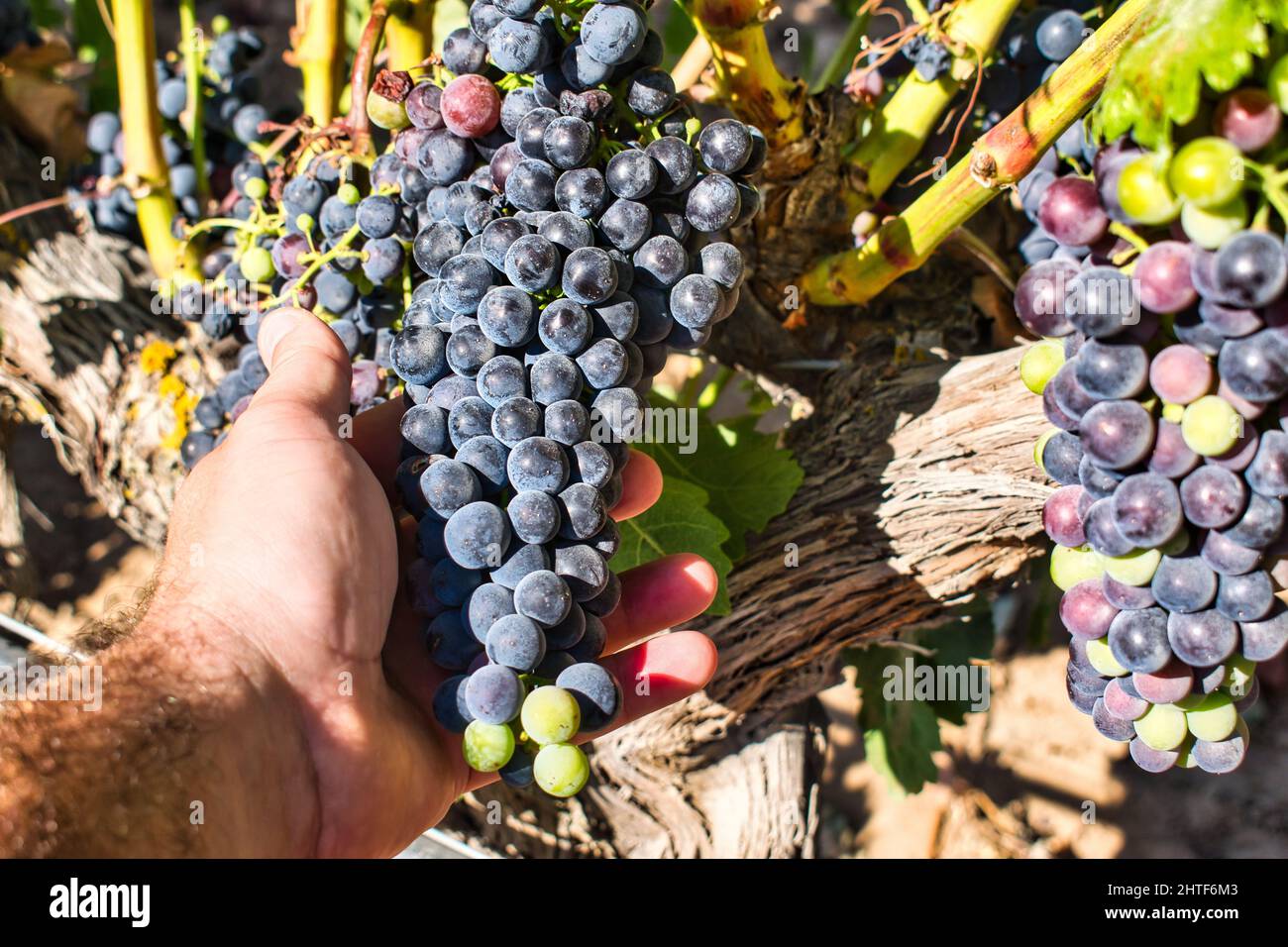 Farmer keeping a bunch of grapes Stock Photo - Alamy