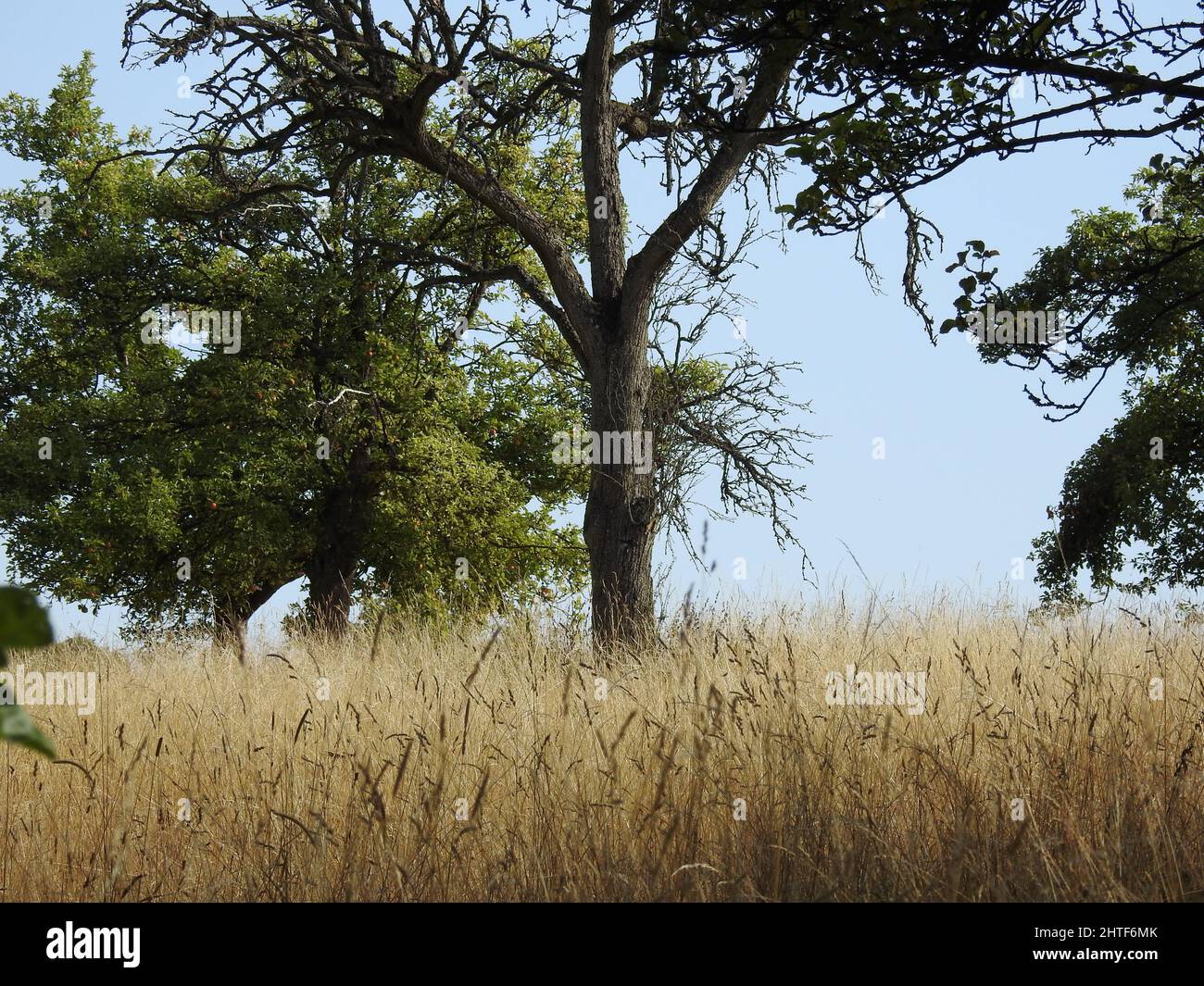 Dry field with green trees Stock Photo - Alamy