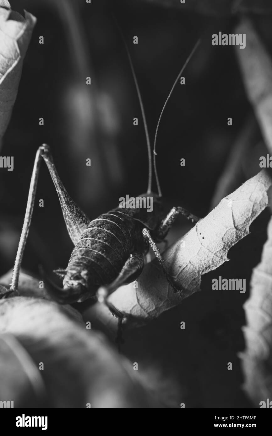 Vertical closeup of a creepy insect shot in grayscale Stock Photo - Alamy