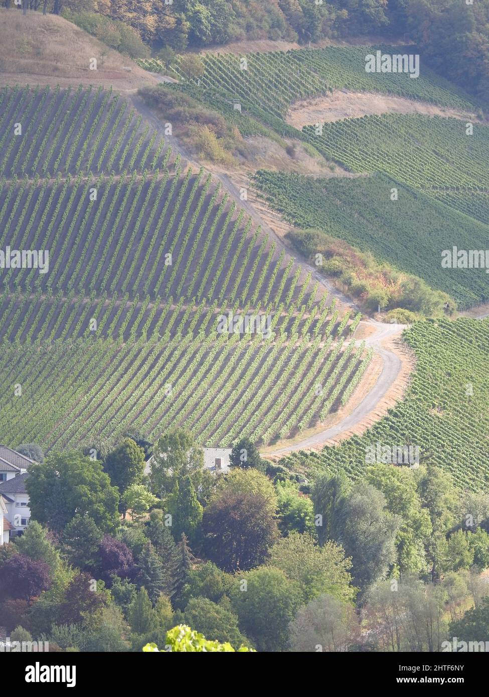 Aerial view of the green rows of plantations Stock Photo - Alamy