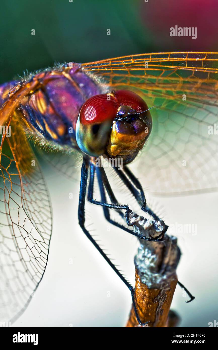 Trithemis Annulata Dragonfly Macro Detail Stock Photo - Alamy