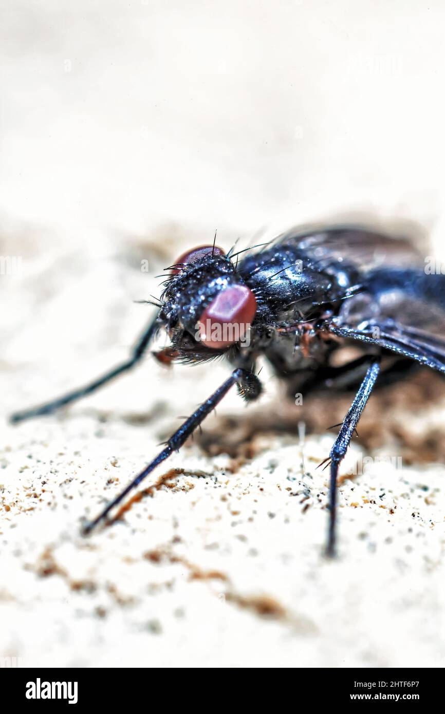 Common House Fly Super Macro Detail Stock Photo - Alamy