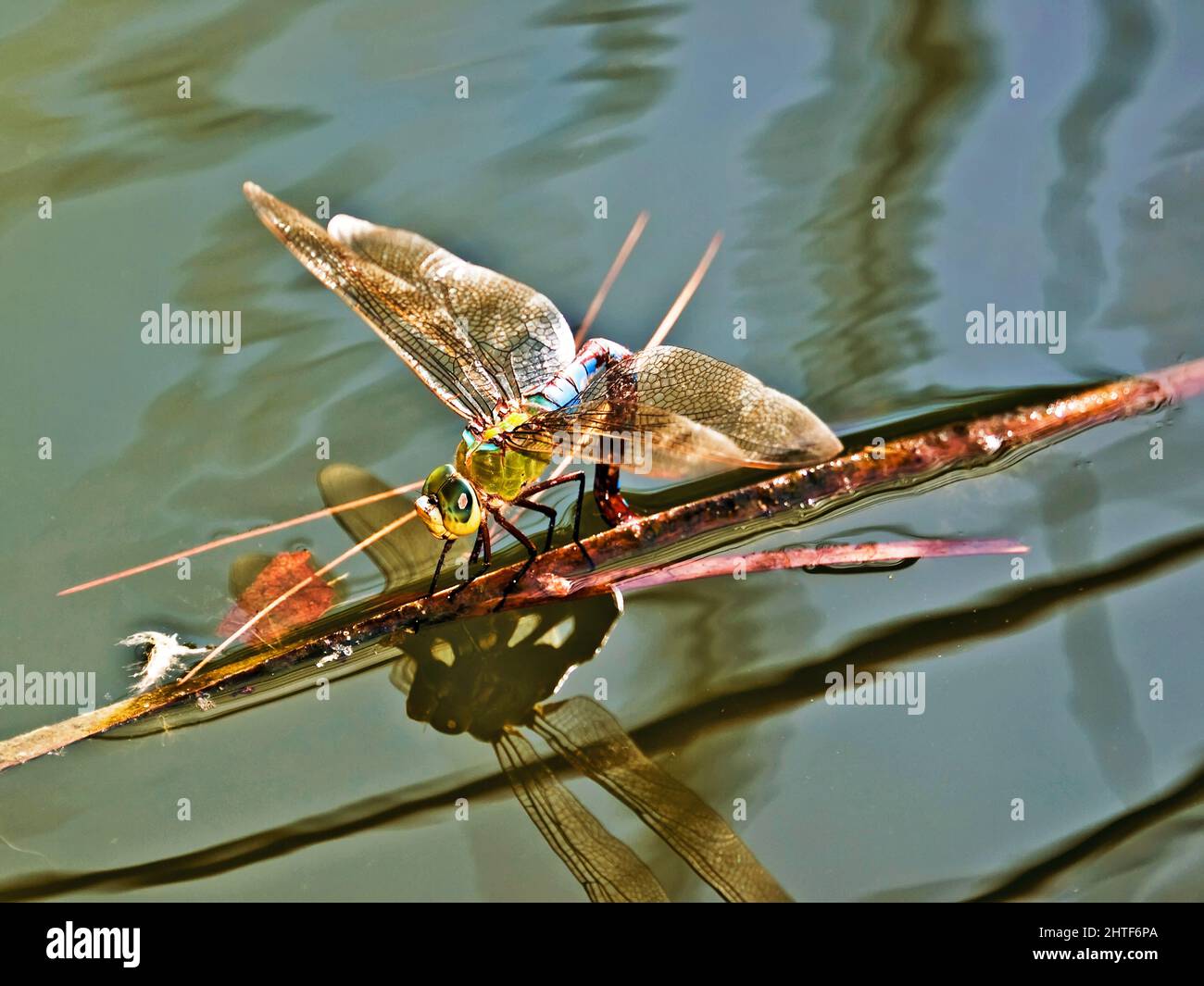 Anax Junius or Green Darter Laying Eggs Stock Photo - Alamy