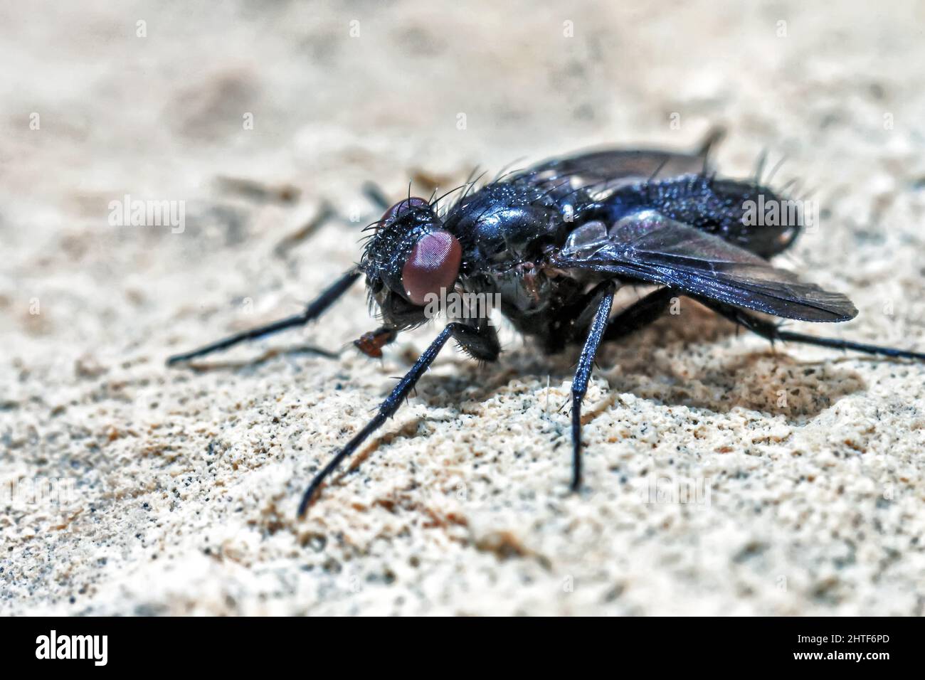 Common House Fly Super Macro Detail Stock Photo - Alamy