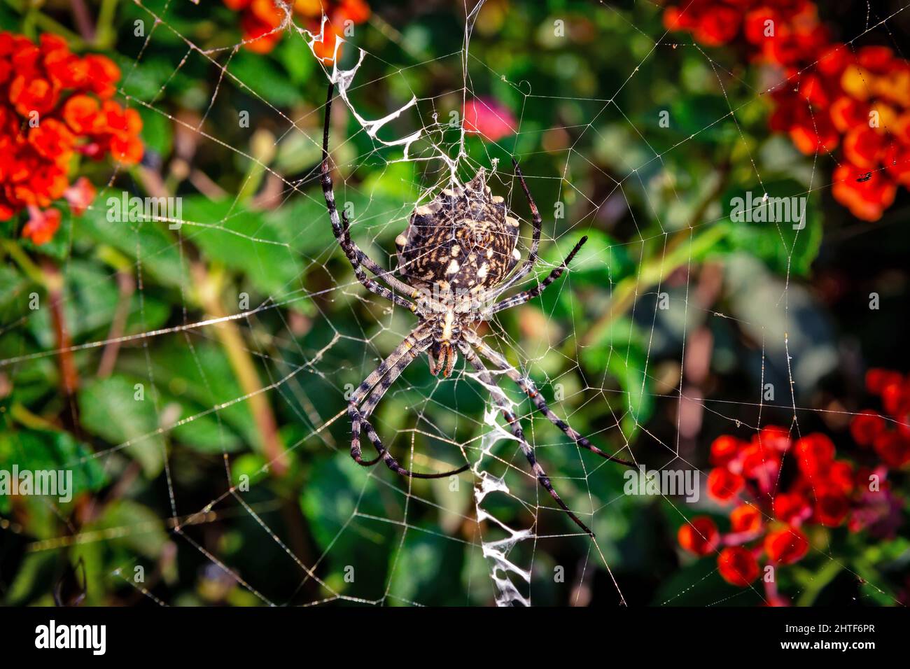 Epigyne spider hi-res stock photography and images - Alamy