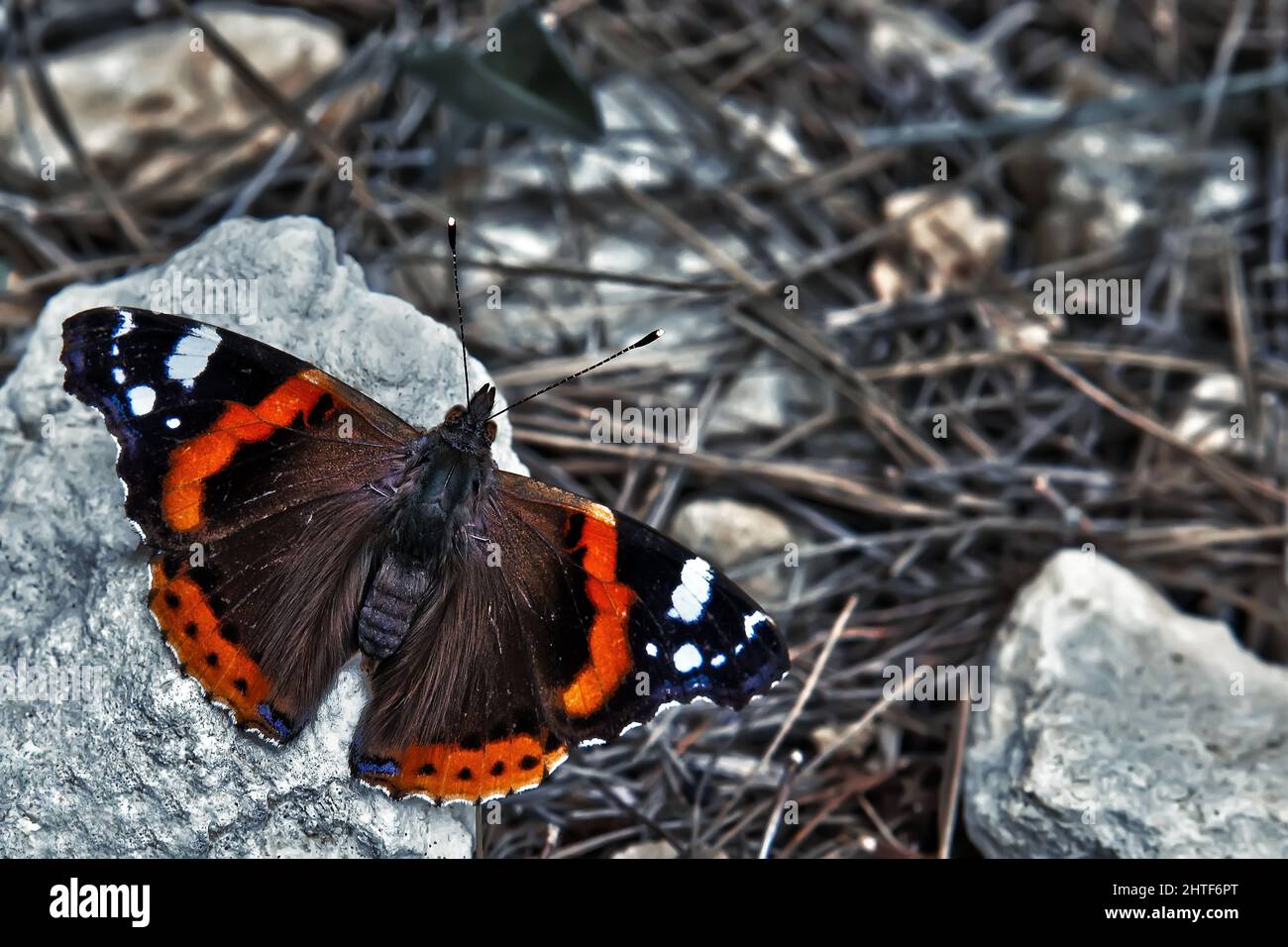 Insect malta hi-res stock photography and images - Alamy