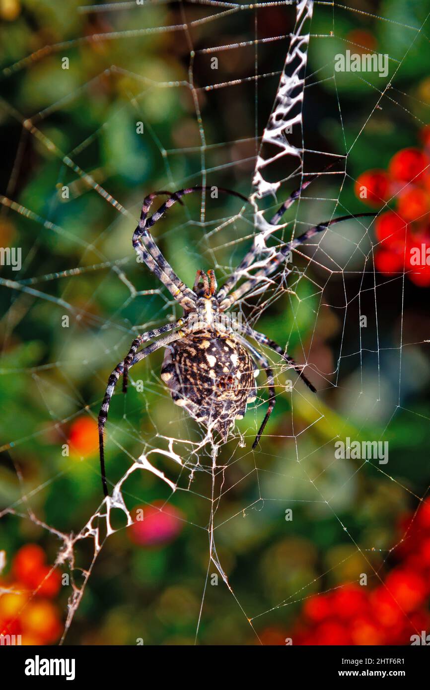 Epigyne spider hi-res stock photography and images - Alamy