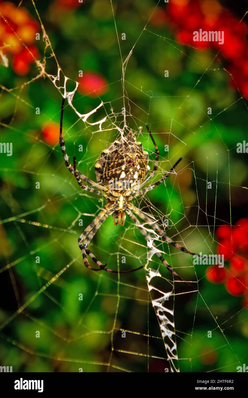 Epigyne spider hi-res stock photography and images - Alamy
