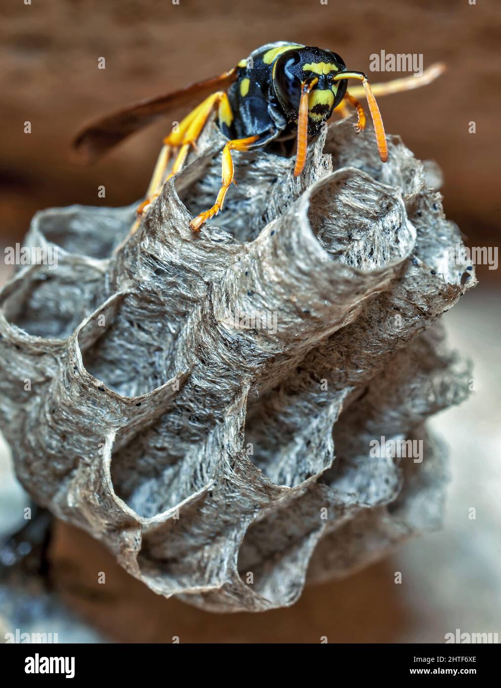 Paper Wasp Queen Builds Her Nest Stock Photo - Alamy