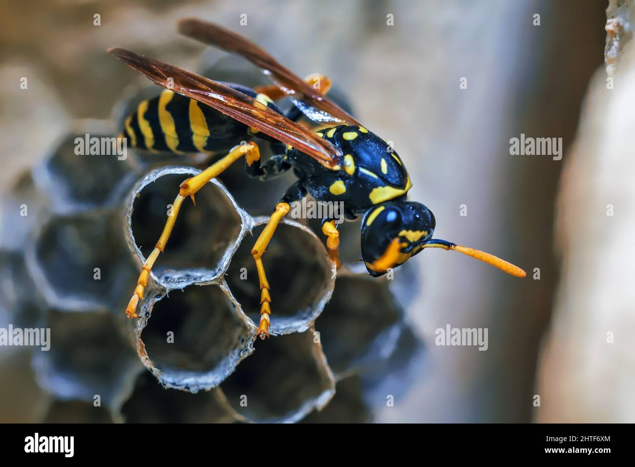 Paper Wasp Queen Builds Her Nest Stock Photo - Alamy