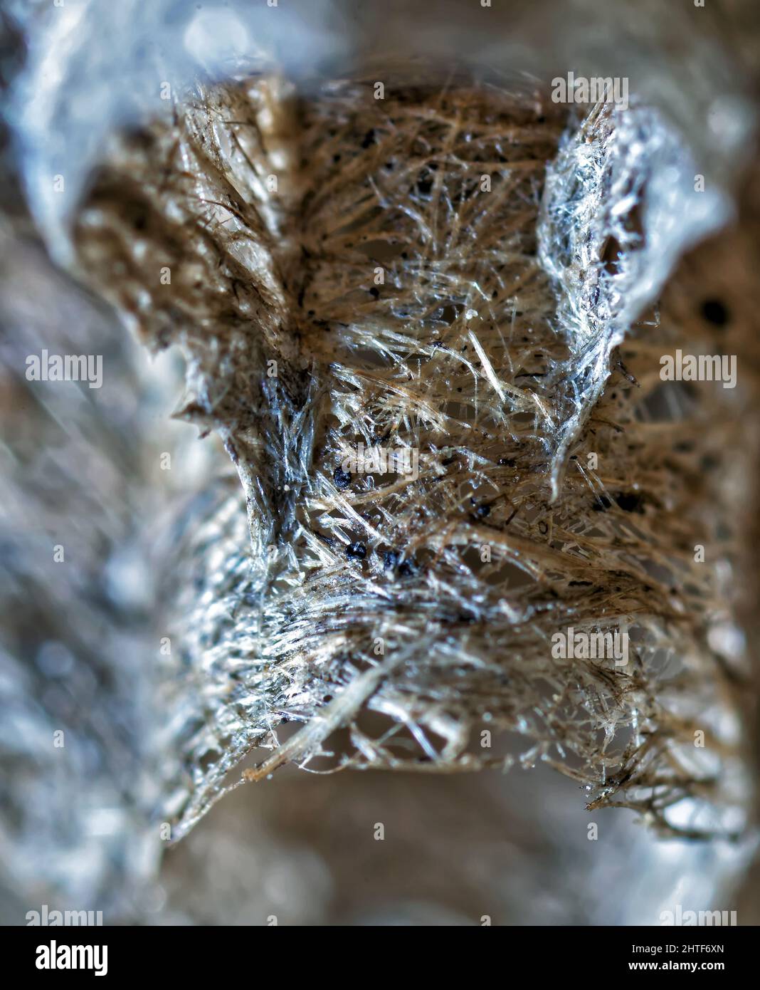 Fibrous tissue hi-res stock photography and images - Alamy