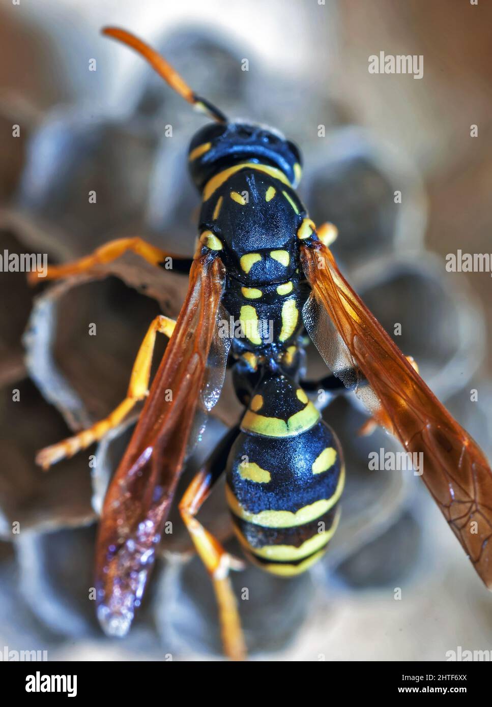 Paper Wasp Queen Builds Her Nest Stock Photo - Alamy