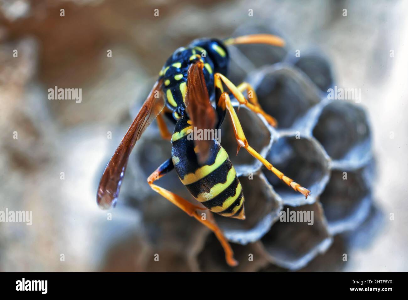 Paper Wasp Queen Builds Her Nest Stock Photo - Alamy