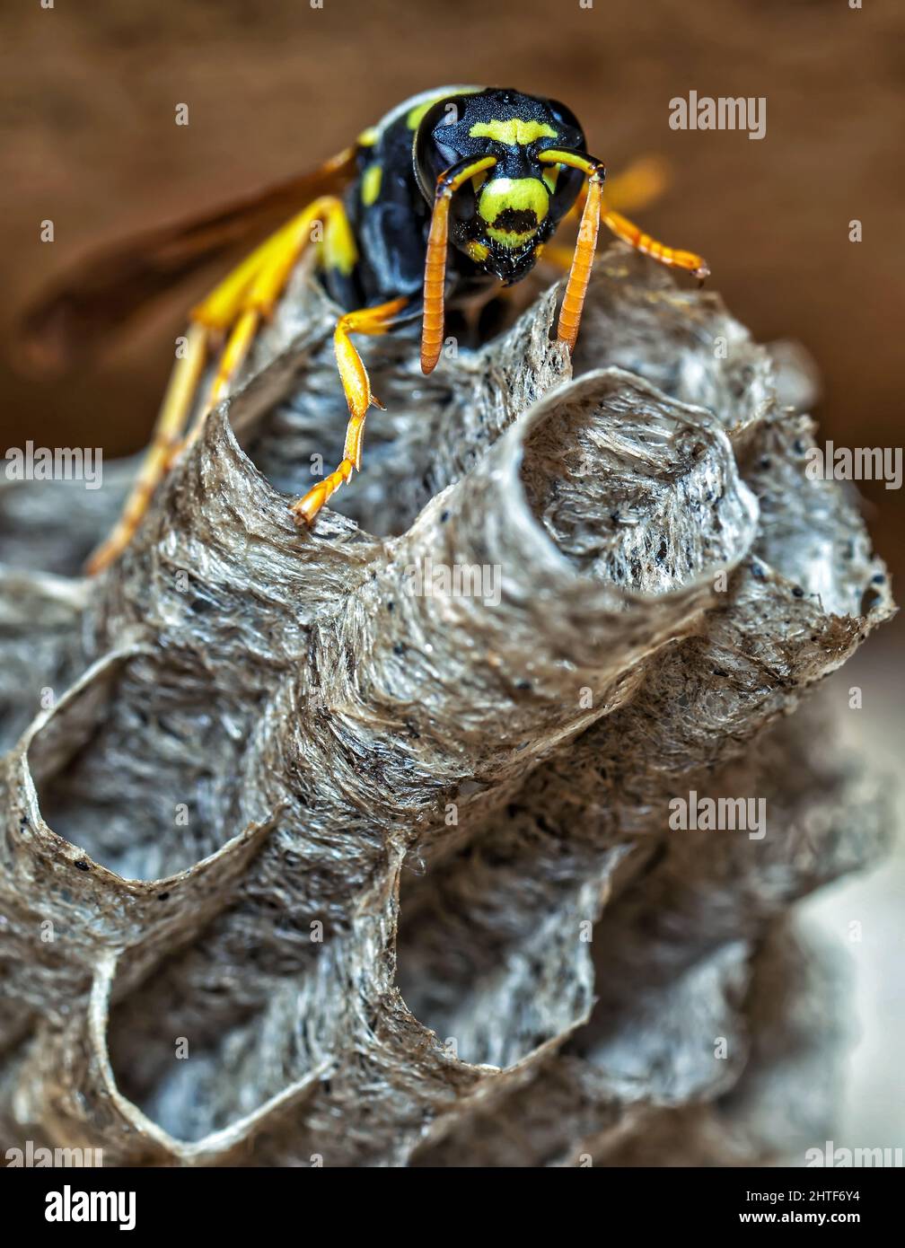 Paper Wasp Queen Builds Her Nest Stock Photo - Alamy