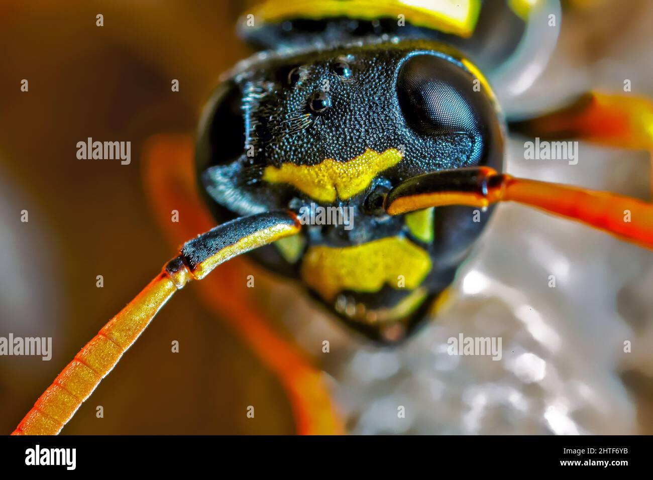 Paper Wasp Queen Builds Her Nest Stock Photo - Alamy