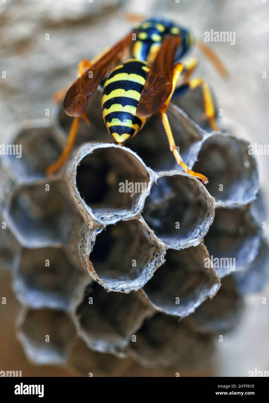 Paper Wasp Queen Builds Her Nest Stock Photo - Alamy