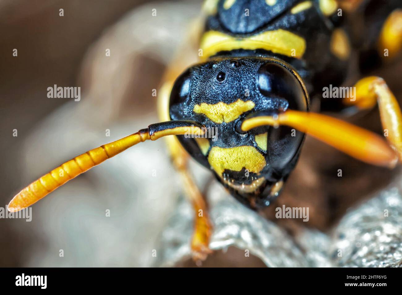 Paper Wasp Queen Builds Her Nest Stock Photo - Alamy