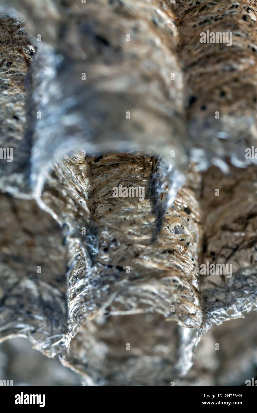 Paper Wasp Nest Super Macro Detail and Texture Stock Photo - Alamy