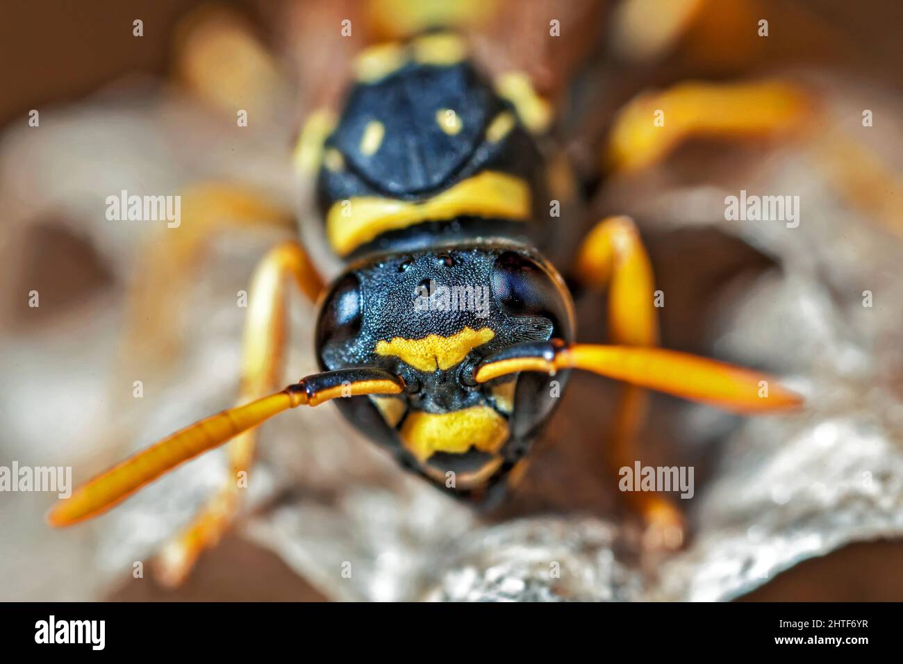 Paper Wasp Queen Builds Her Nest Stock Photo - Alamy