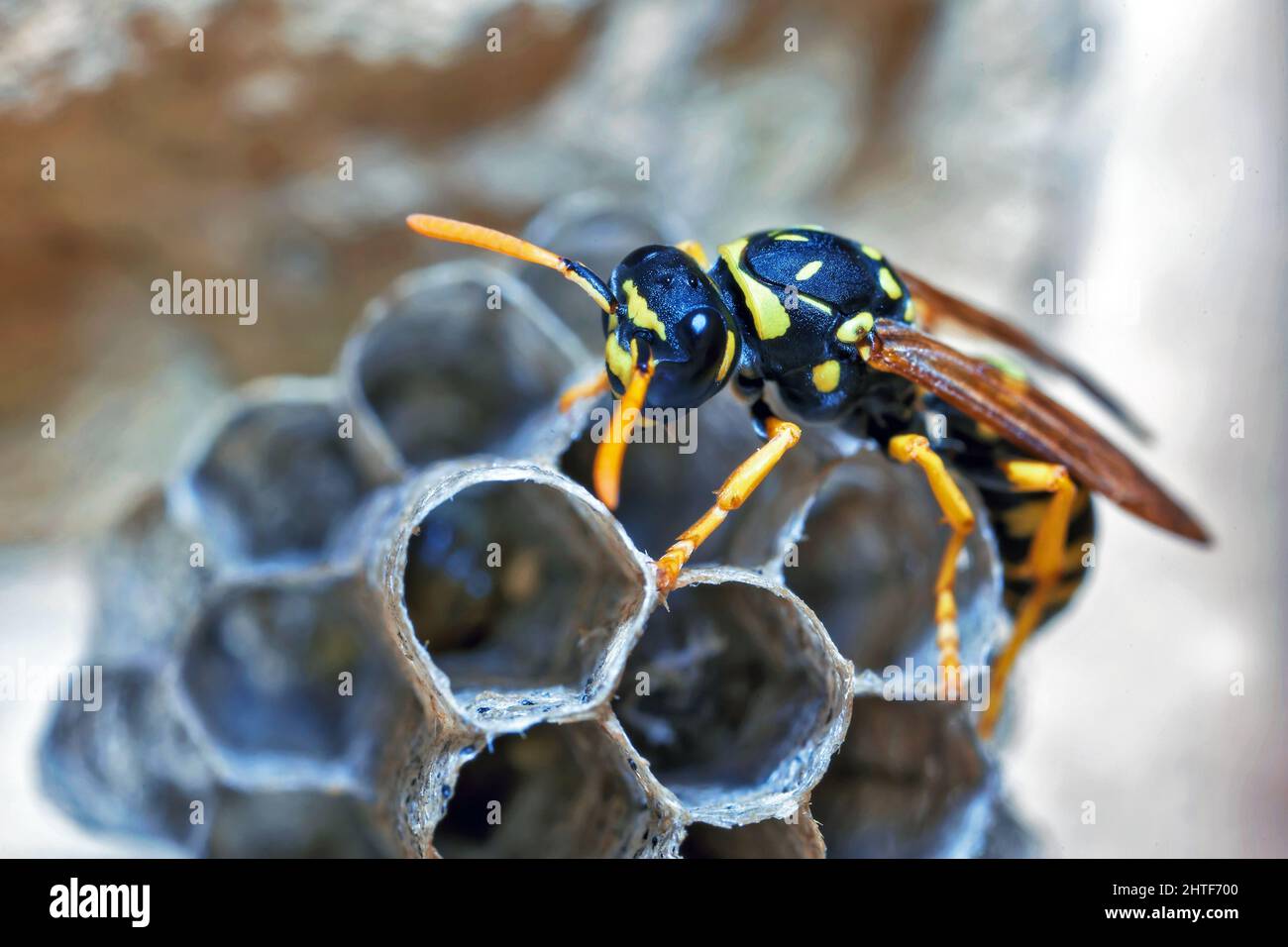Paper Wasp Queen Builds Her Nest Stock Photo - Alamy