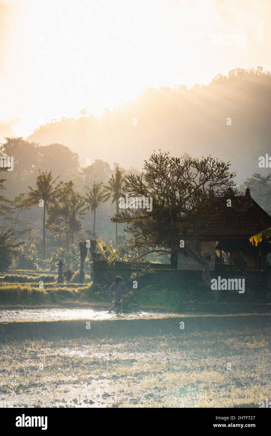 Farmer working in his rice field early in the morning Stock Photo - Alamy