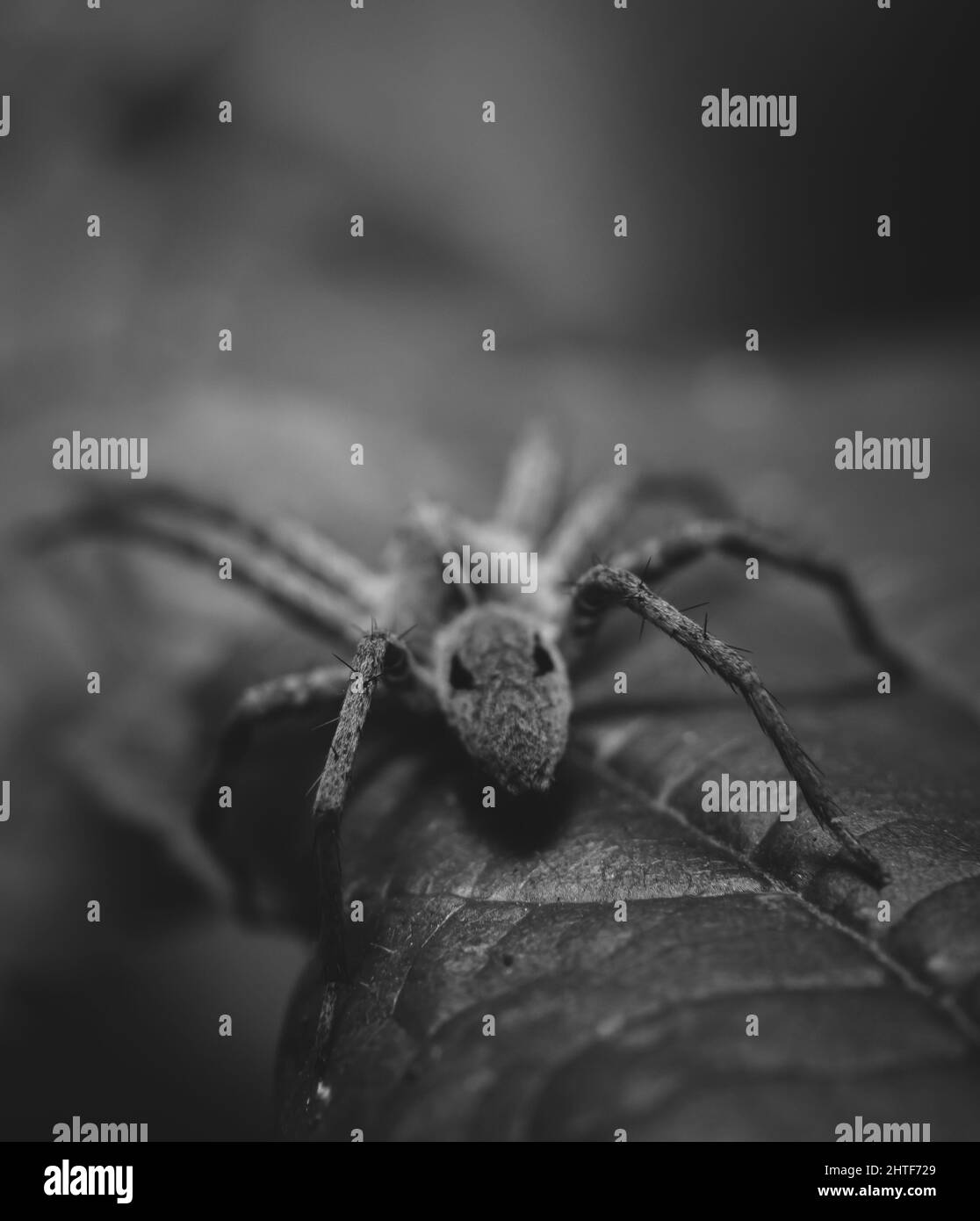 Vertical closeup of a spider shot in grayscale Stock Photo - Alamy