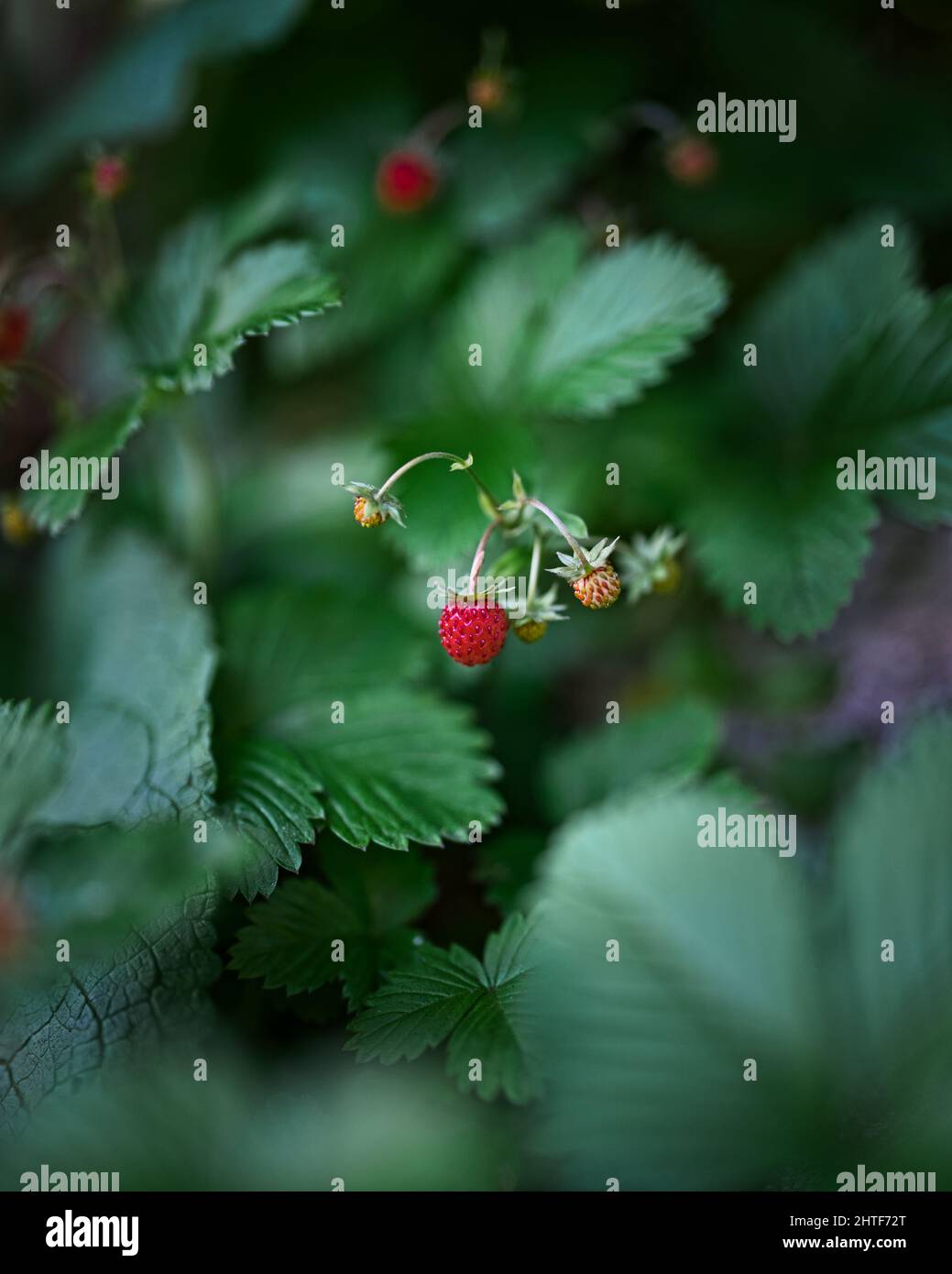 Selective focus shot of callow raspberry sprouts on the raspberry bush ...