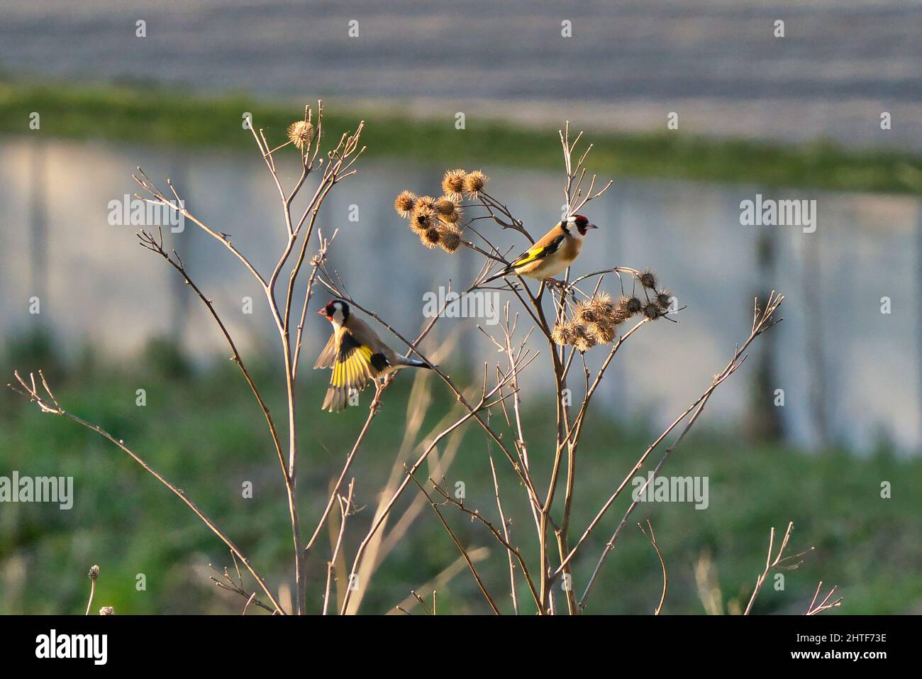 A Goldfinch with all its spring colors sitting on a small branch in a ...