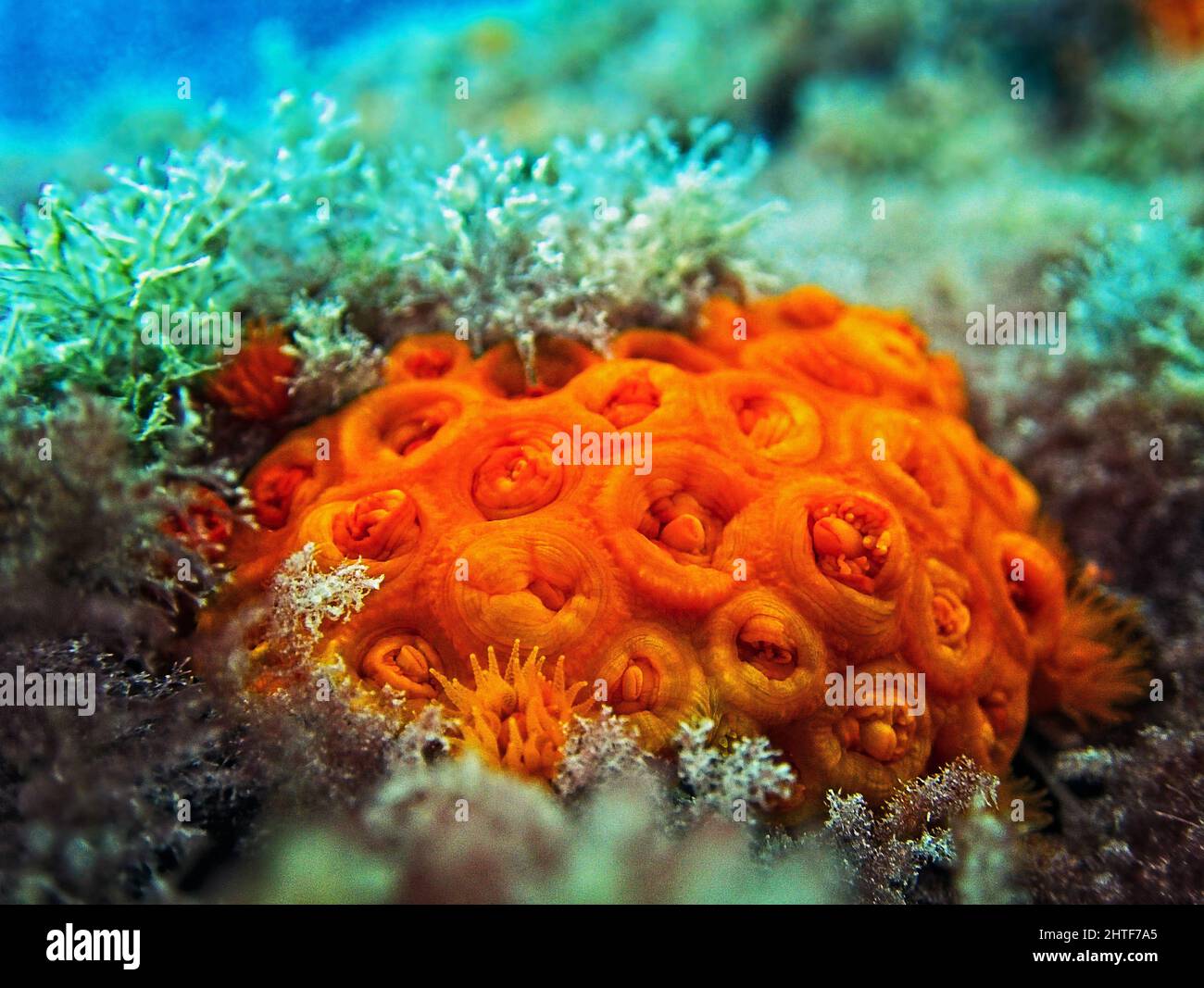 Beautiful orange sea coral hi-res stock photography and images - Alamy