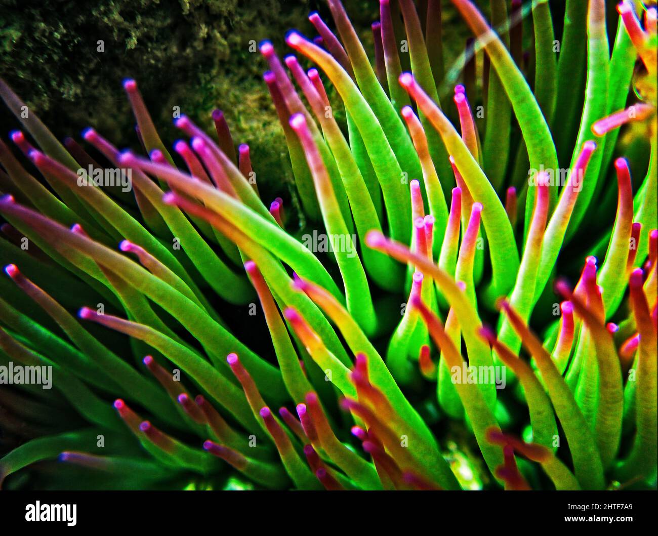 Mediterranean snakelocks sea anemone hi-res stock photography and ...