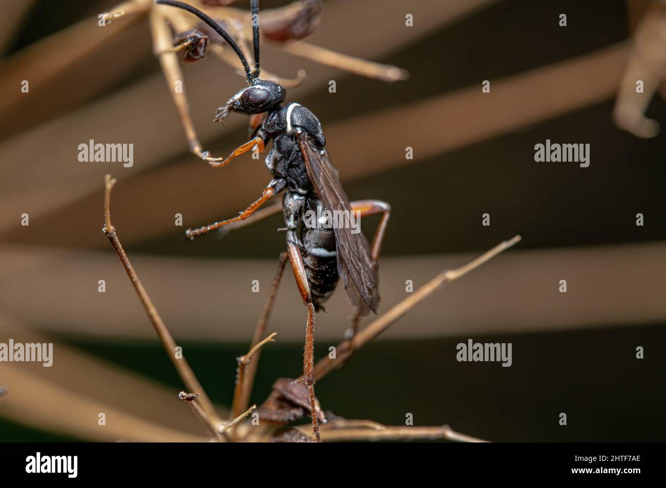 Desert wasp hi-res stock photography and images - Alamy