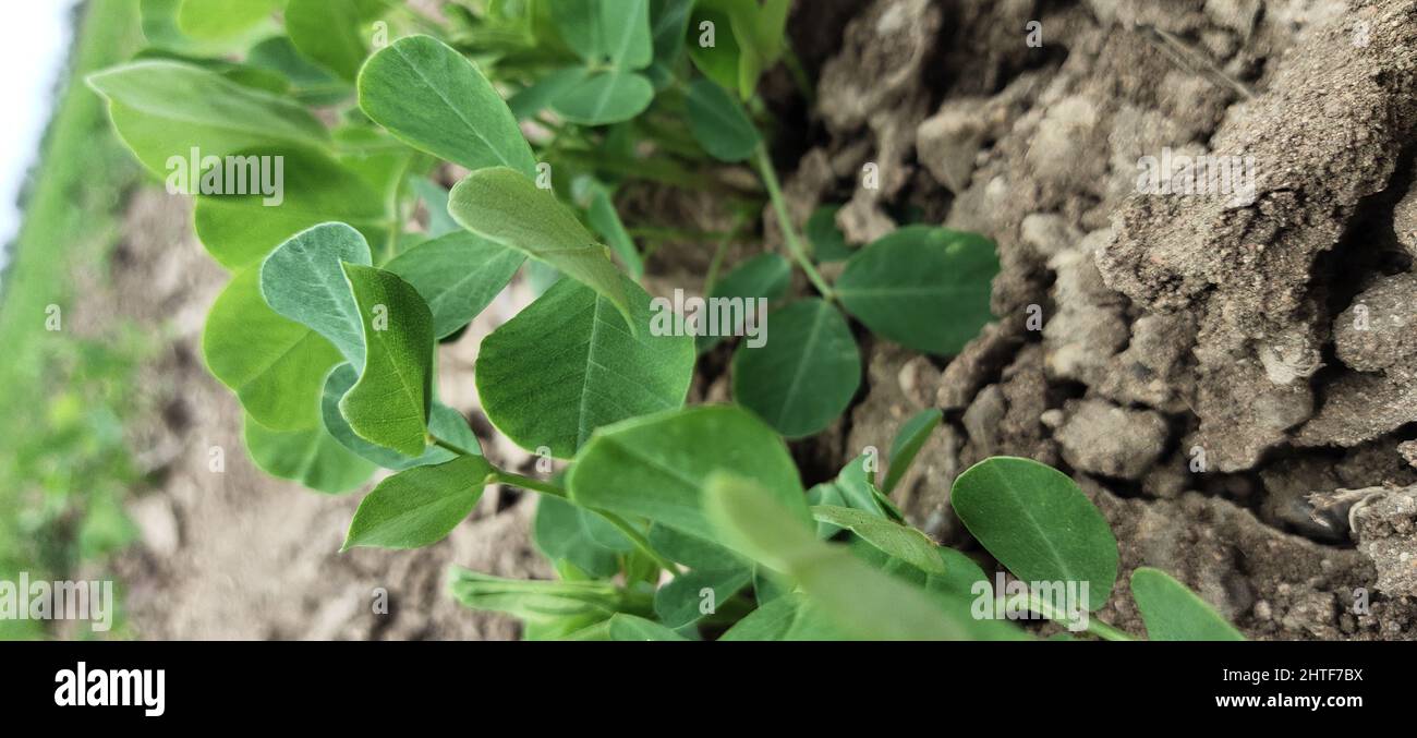 Plof soybean seeds in the soil Stock Photo - Alamy