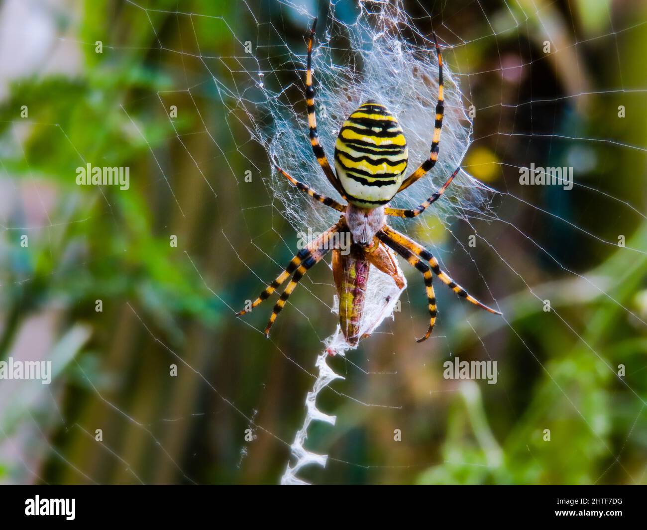 Closeup shot of a yellow striped spider on the web Stock Photo - Alamy