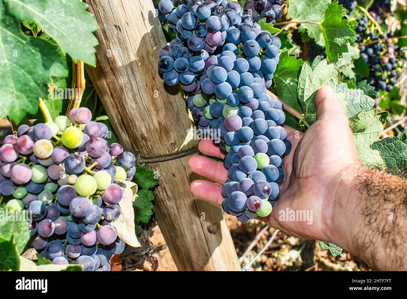Farmer keeping a bunch of grapes Stock Photo - Alamy