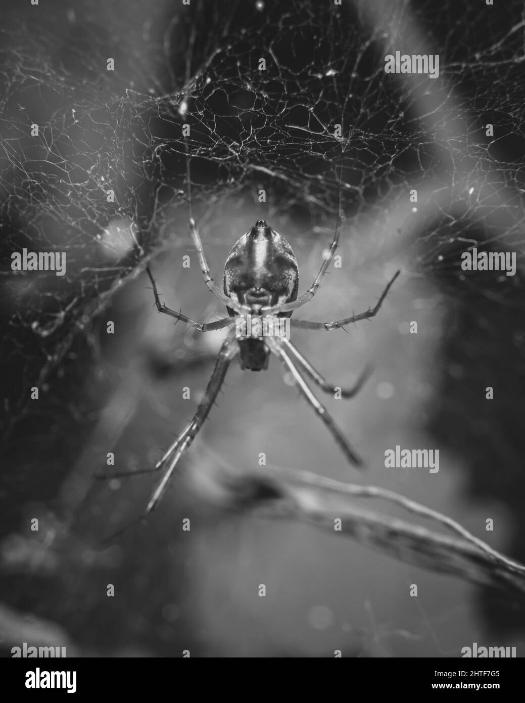 Vertical closeup of a spider shot in grayscale Stock Photo - Alamy