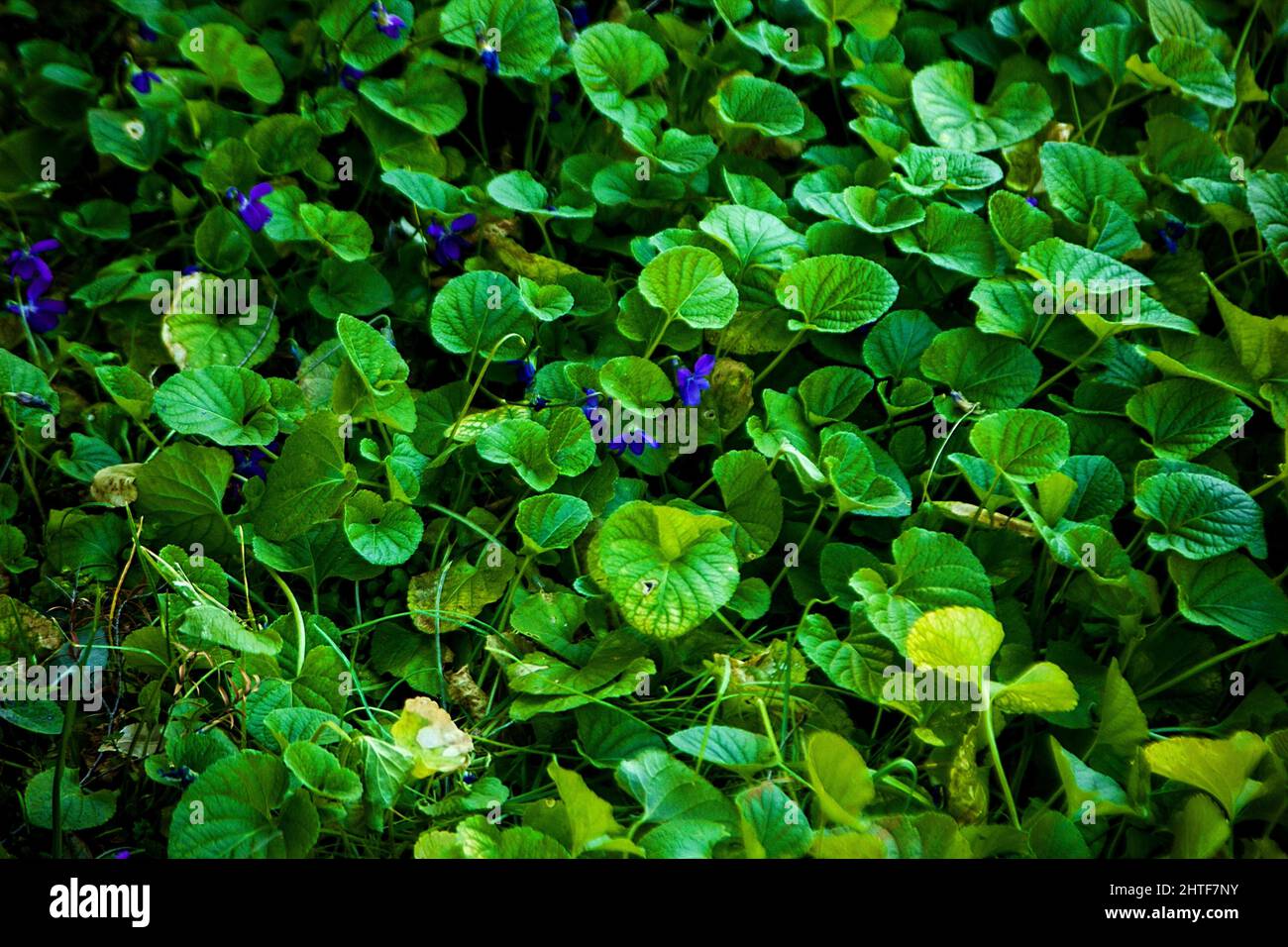 Violet flowering garden plant hi-res stock photography and images - Alamy