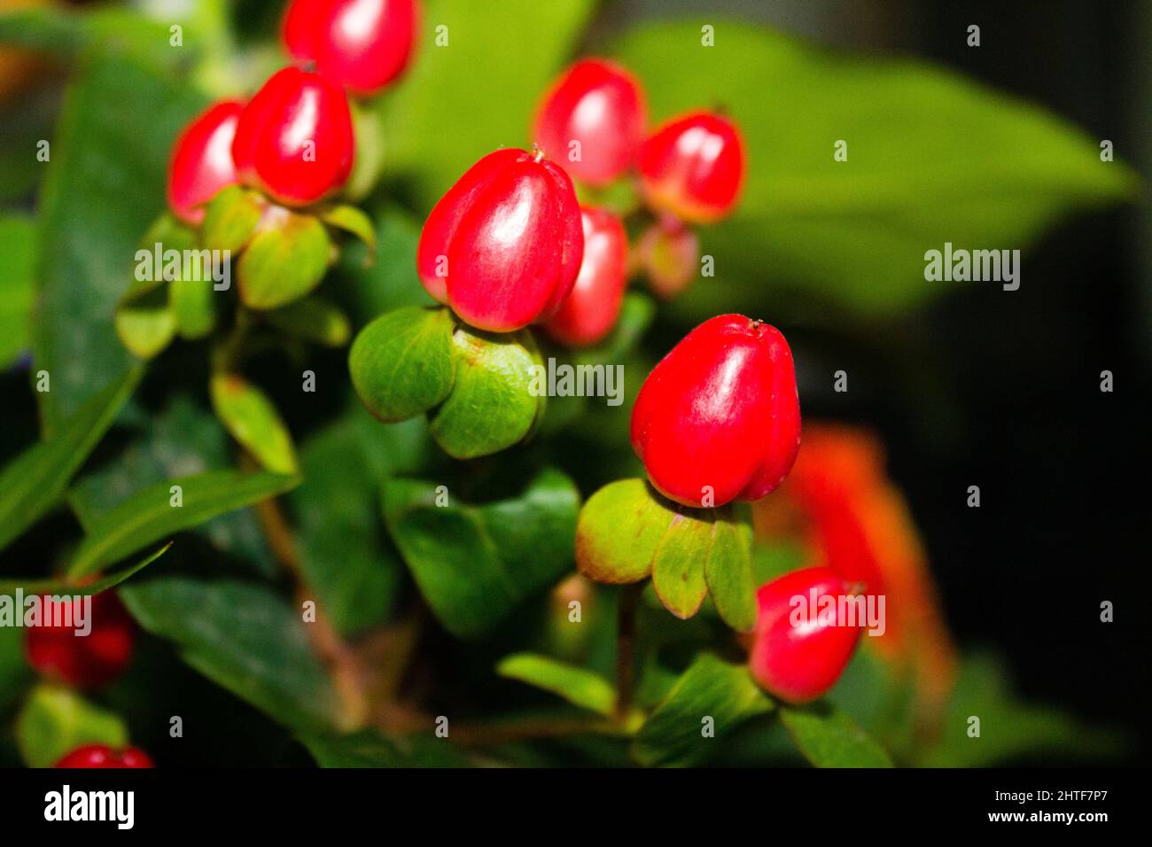 Hypericum inodorum hi-res stock photography and images - Alamy