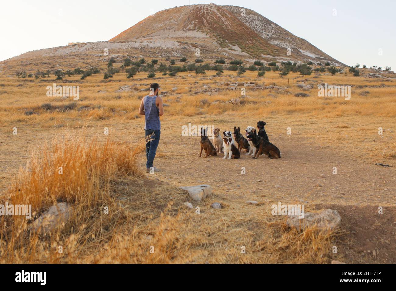 Trains dogs and a group of different dogs Stock Photo - Alamy