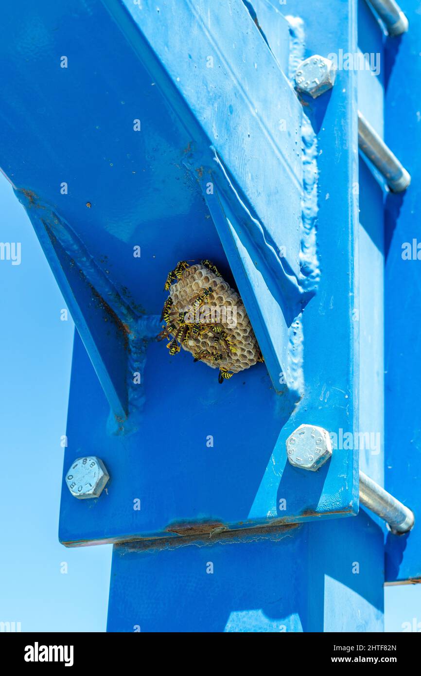 Vertical shot of a bee nest attached under a blue construction surface ...