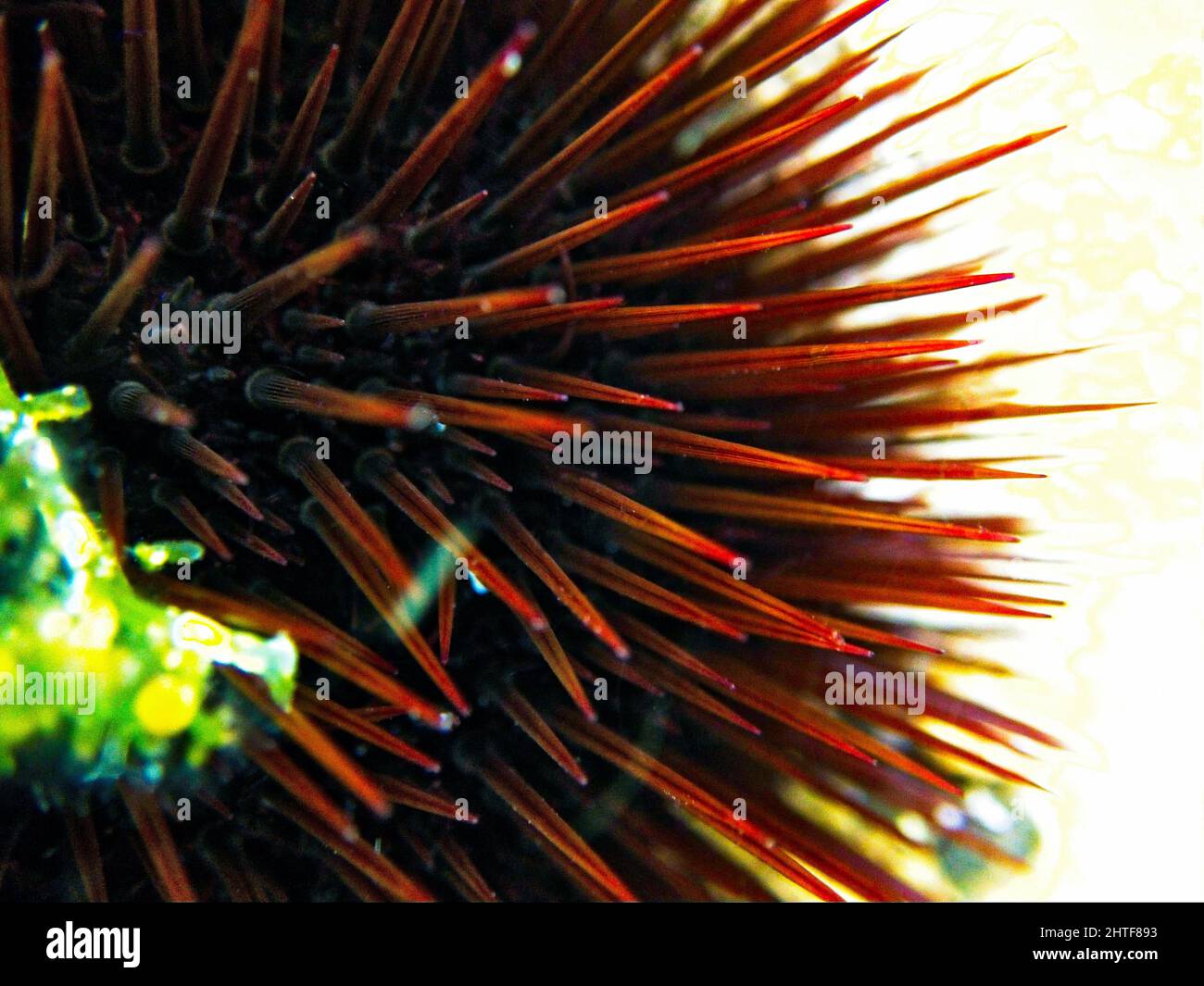 Mediterranean Sea Urchin Macro Detail Stock Photo - Alamy