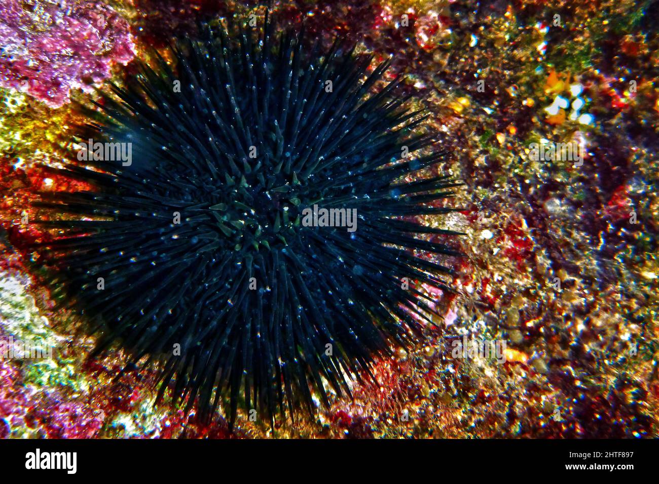 Mediterranean Sea Urchin Macro Detail Stock Photo - Alamy