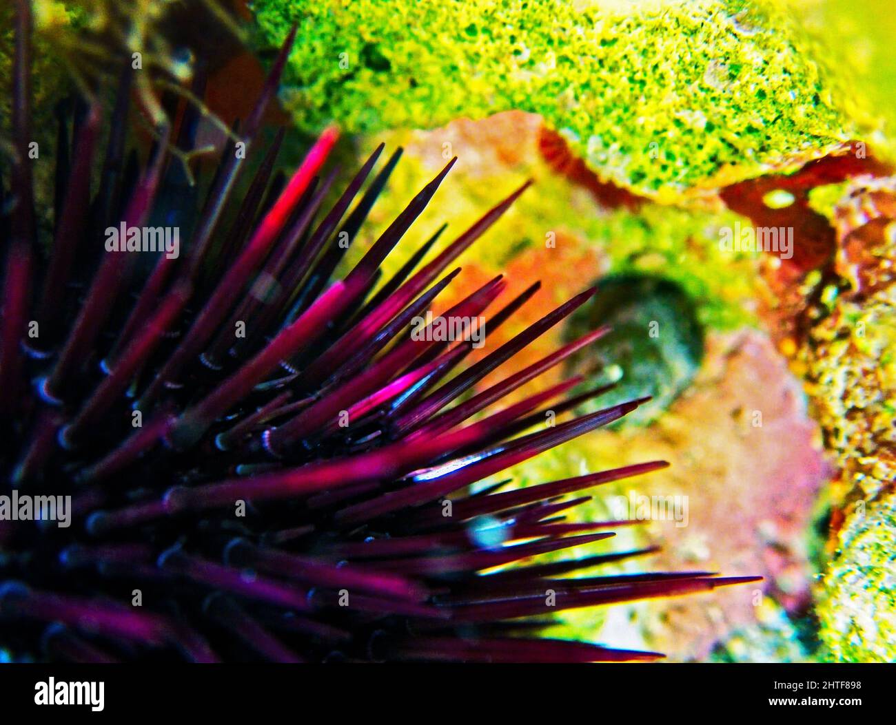 Mediterranean Sea Urchin Macro Detail Stock Photo - Alamy
