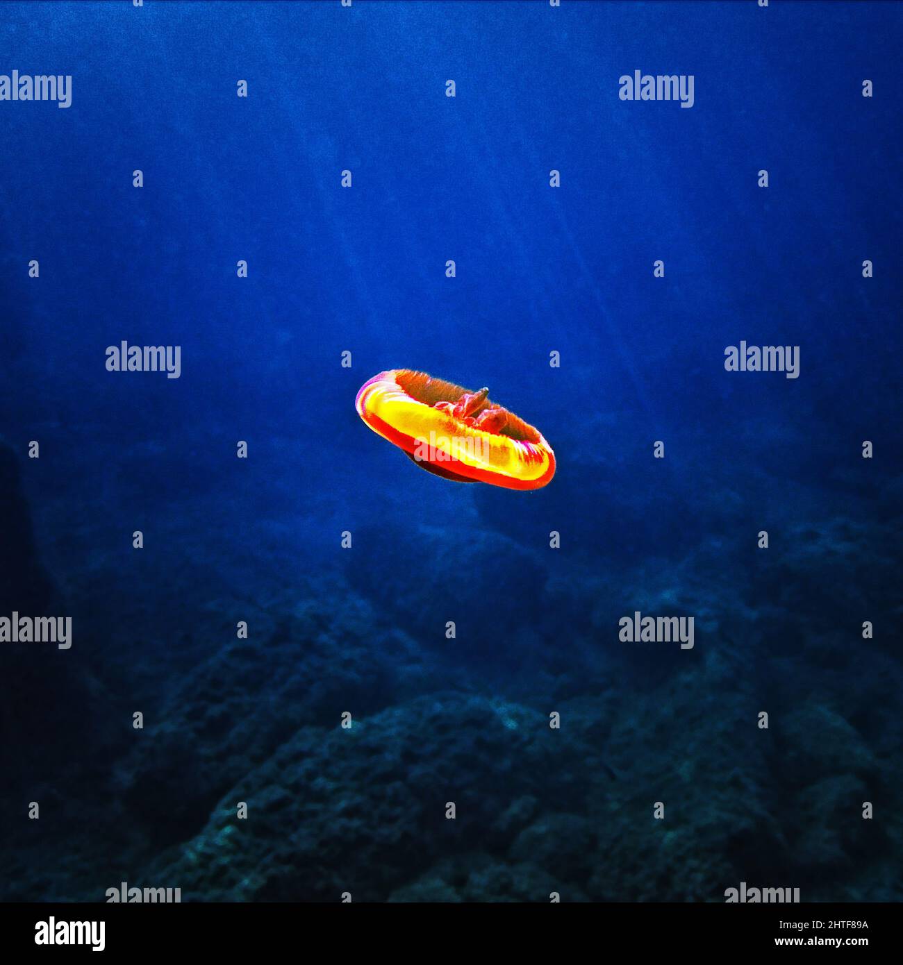 Underwater egg hi-res stock photography and images - Alamy