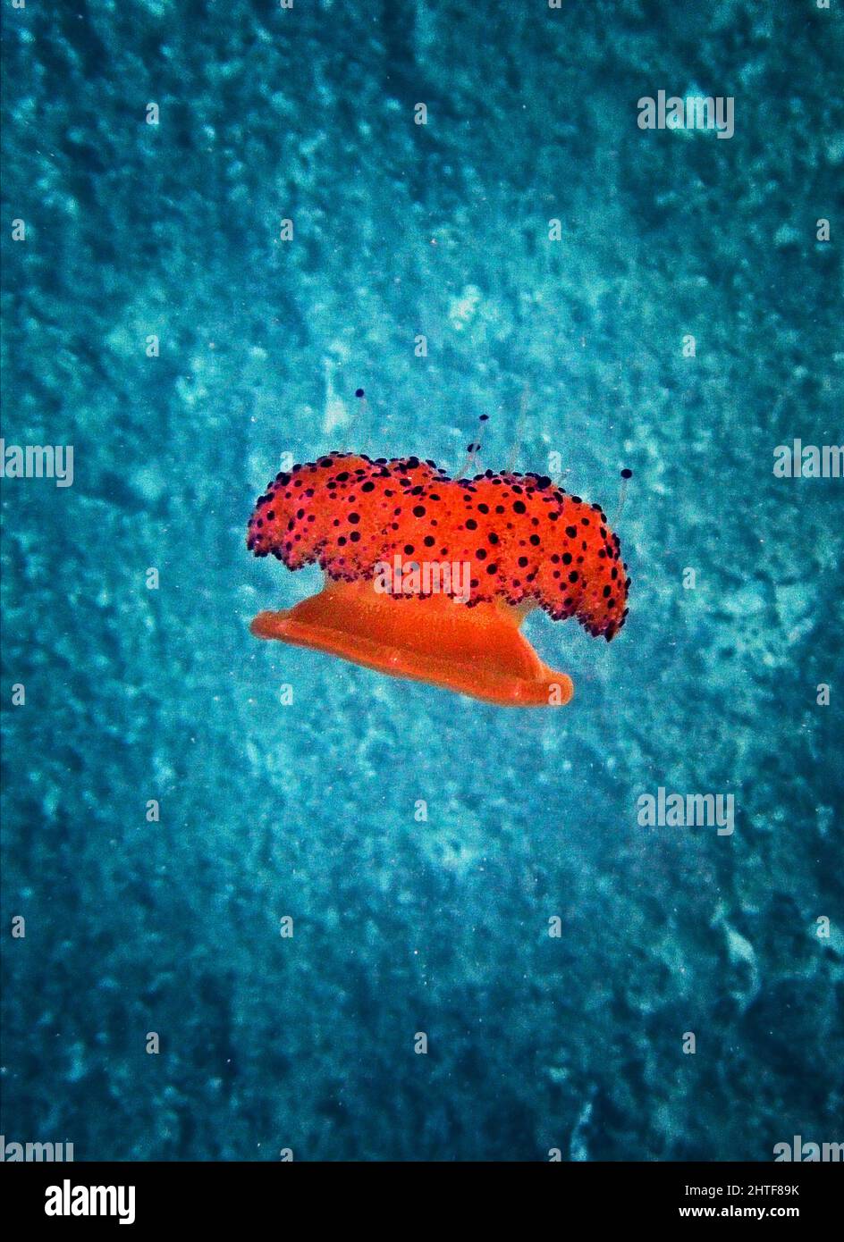 Fried Egg Jellyfish in Marine Underwater Environment Stock Photo - Alamy