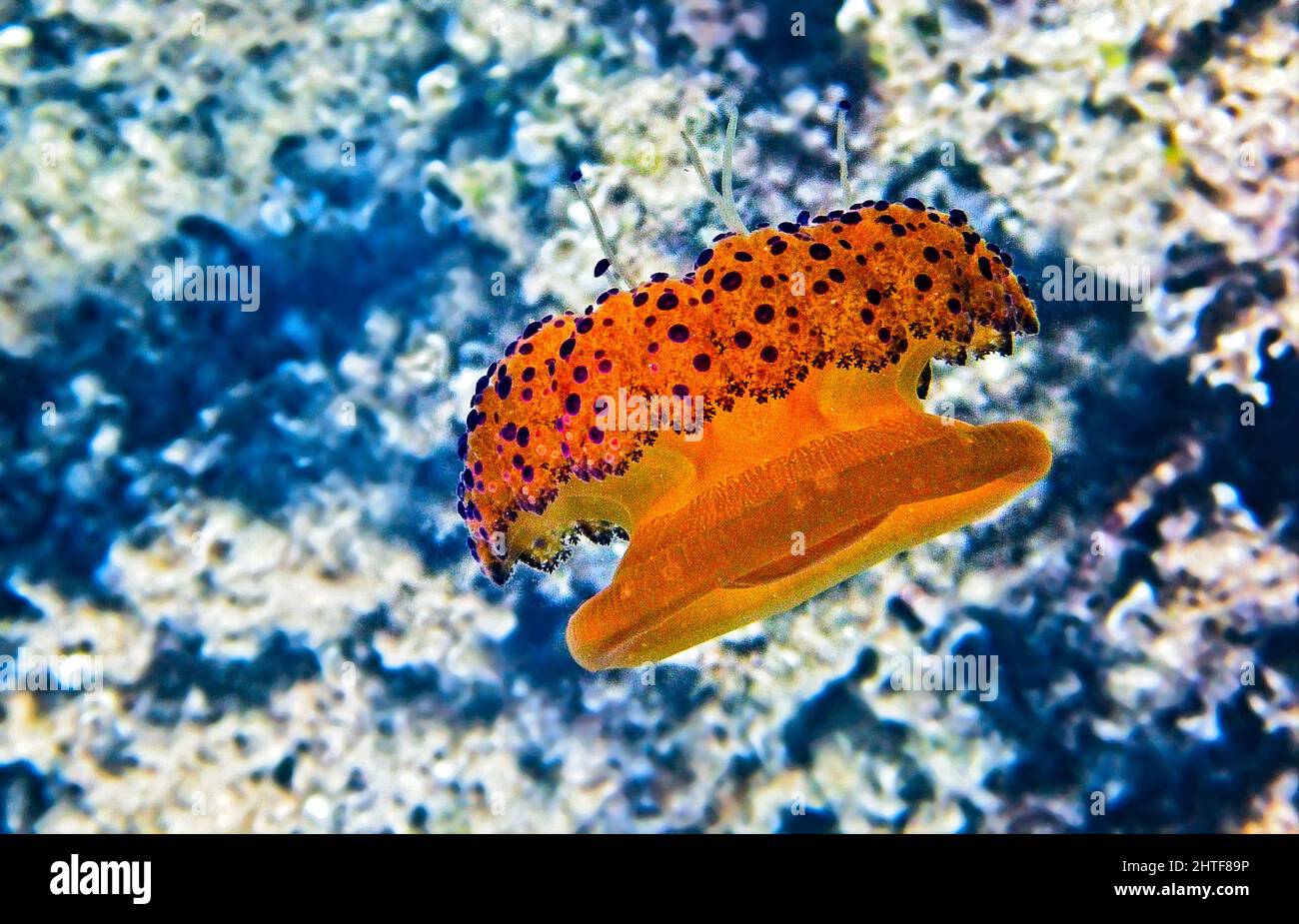 Fried Egg Jellyfish in Marine Underwater Environment Stock Photo - Alamy